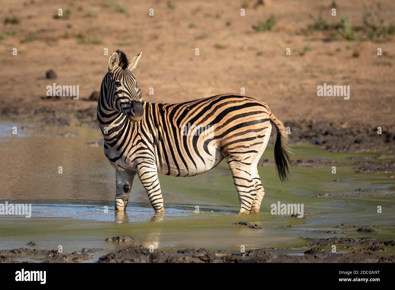 Adult female zebra standing in green muddy water in golden morning ...