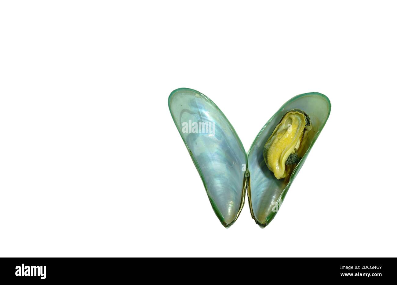steamed mussel opened shell on white background Stock Photo - Alamy