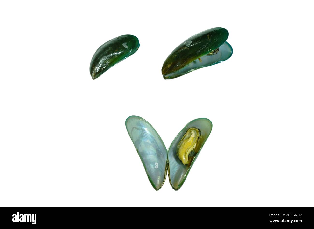 steamed mussel opened shell on white background Stock Photo - Alamy