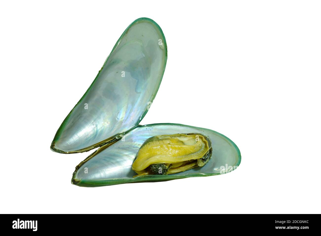 steamed mussel opened shell on white background Stock Photo - Alamy