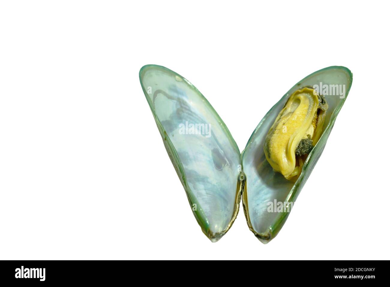 steamed mussel opened shell on white background Stock Photo - Alamy