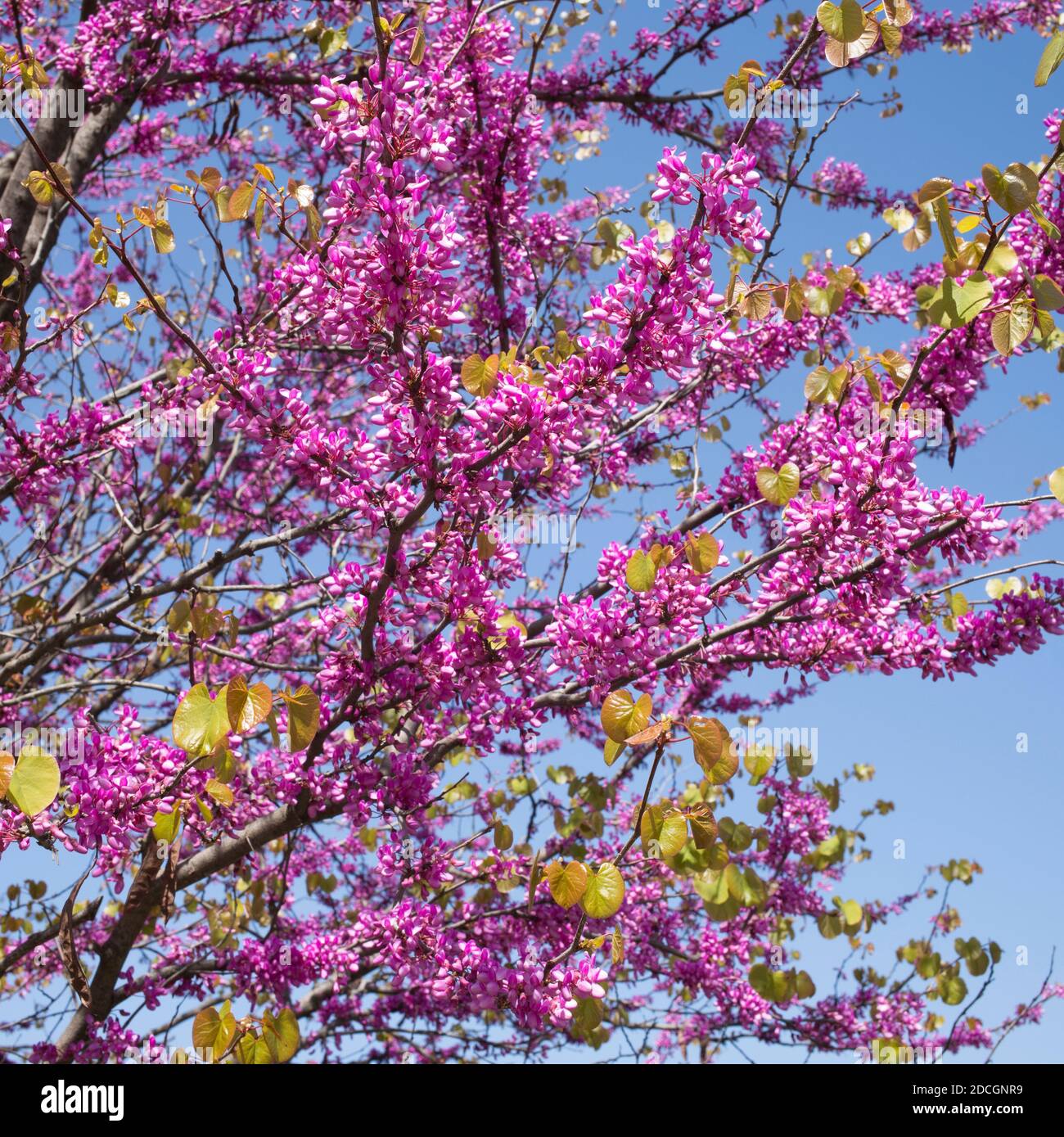 Spring in cyprus hi-res stock photography and images - Alamy