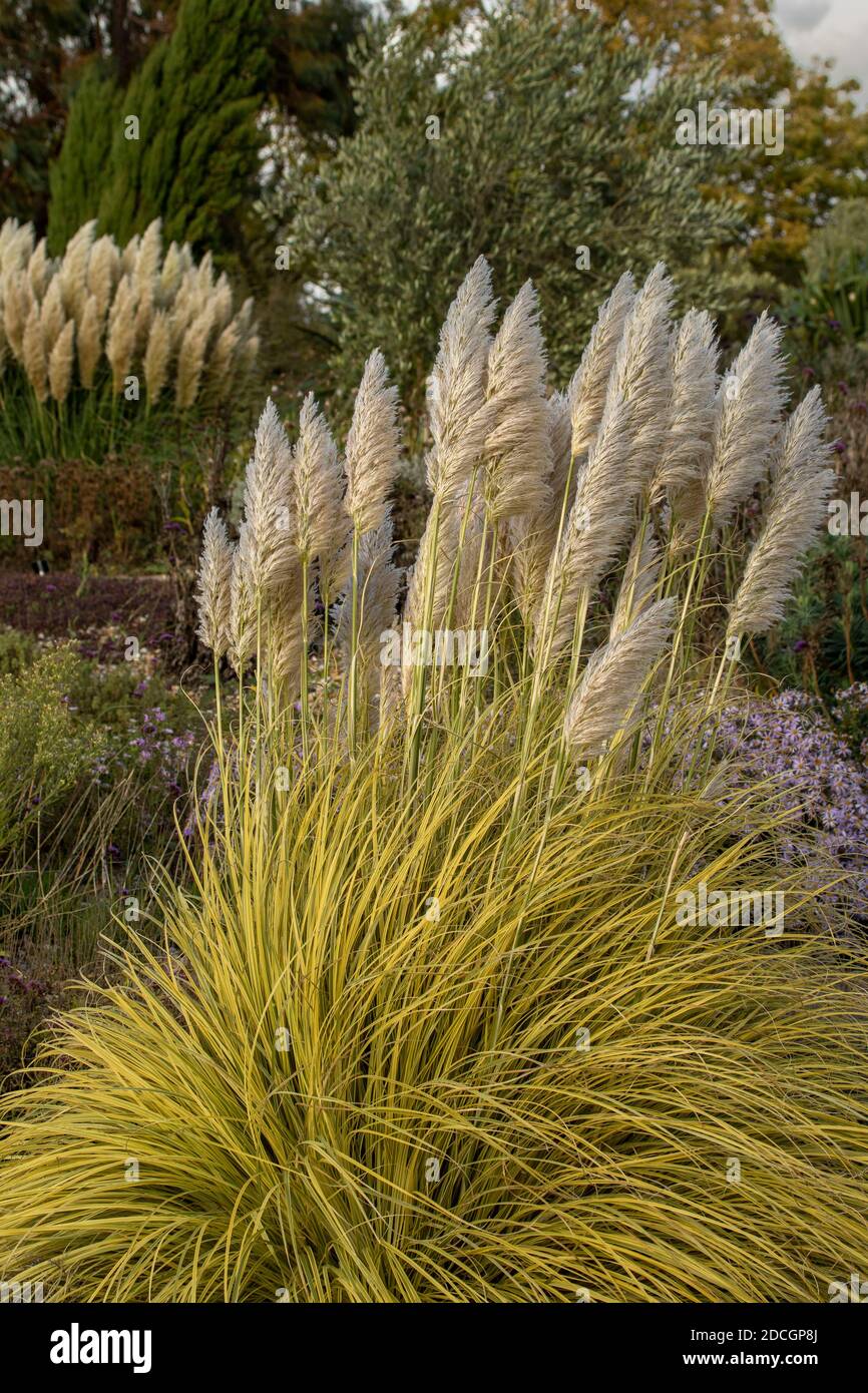 Swaying clump of Cortaderia Selloana ‘Splendid Star’, natural flower ...