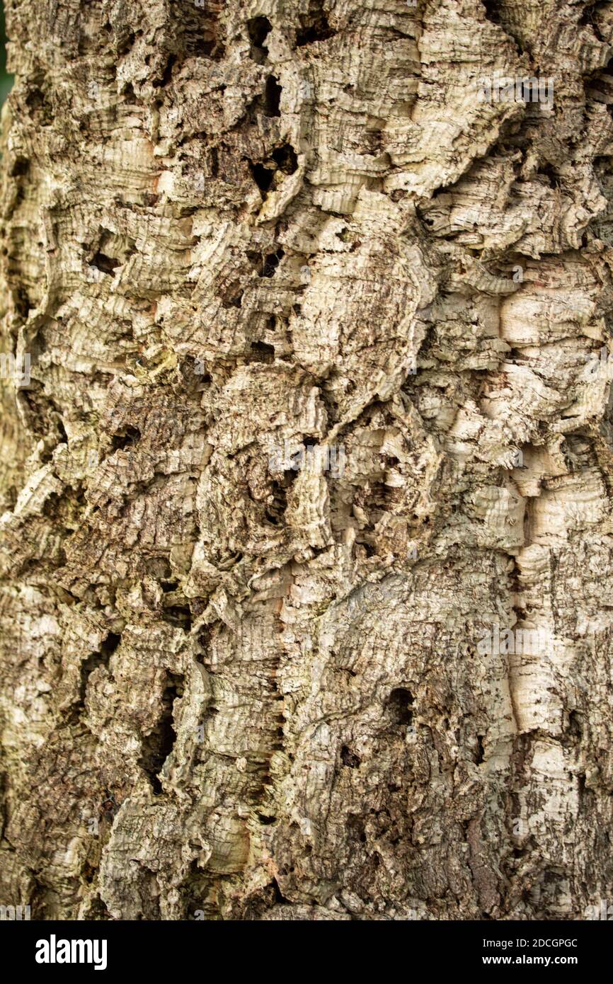 Abstract natural of light coloured tree trunk bark Stock Photo - Alamy