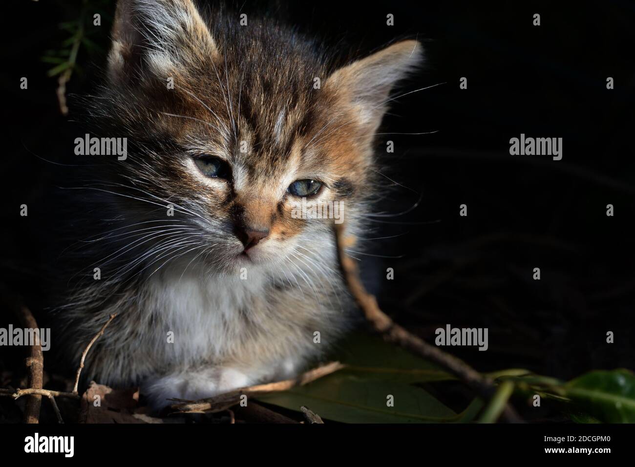 Little tabby kitten.Little tabby kitten with blue eyes looking ...