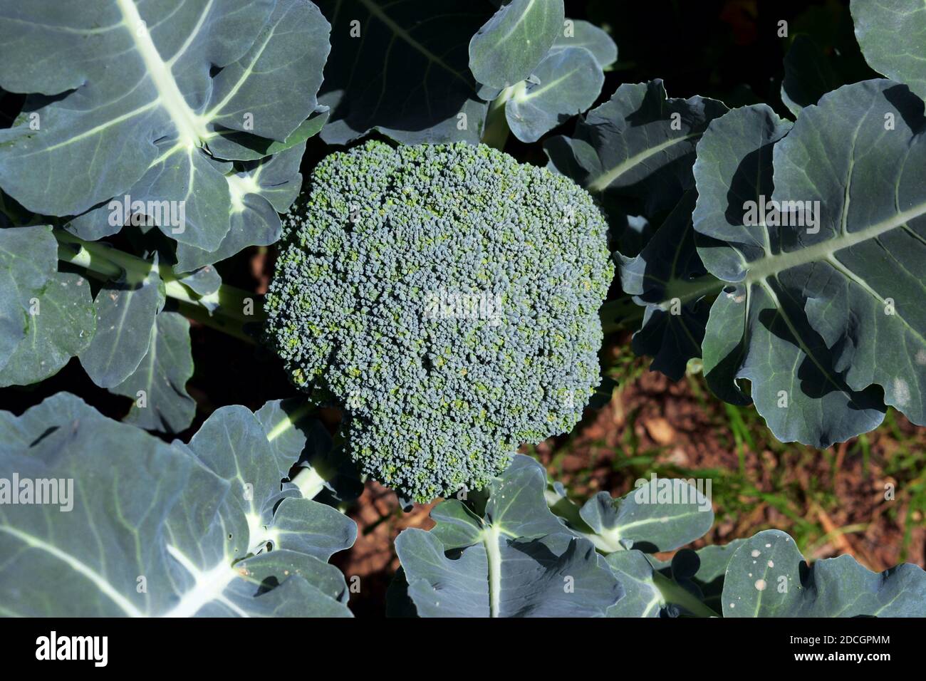 Organic farm fresh broccoli.Farmers Fresh Organic Green Broccoli Stock ...
