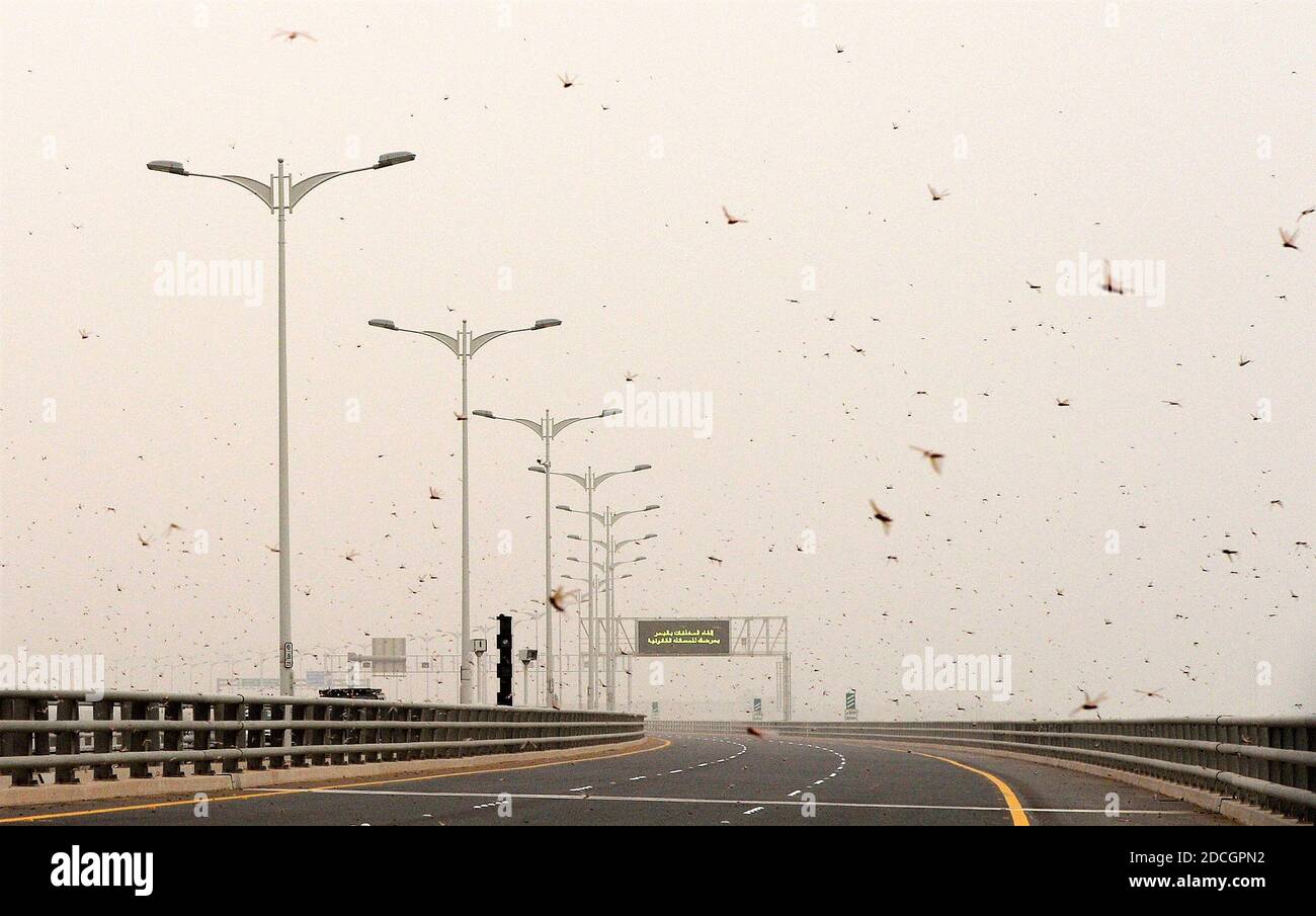 Kuwait City, Kuwait. 21st Nov, 2020. A swarm of locusts fly in the air ...