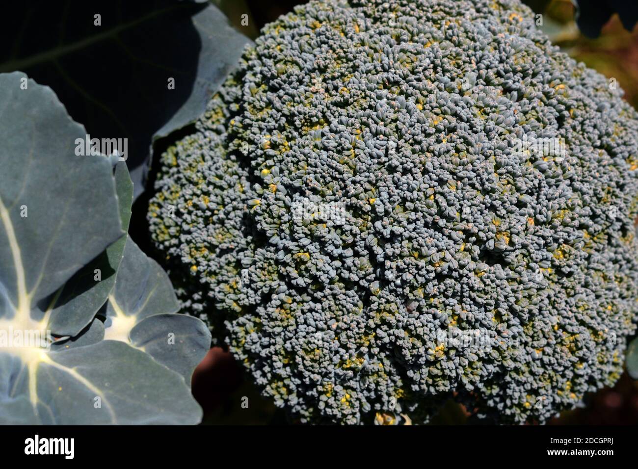 Organic farm fresh broccoli.Farmers Fresh Organic Green Broccoli Stock ...