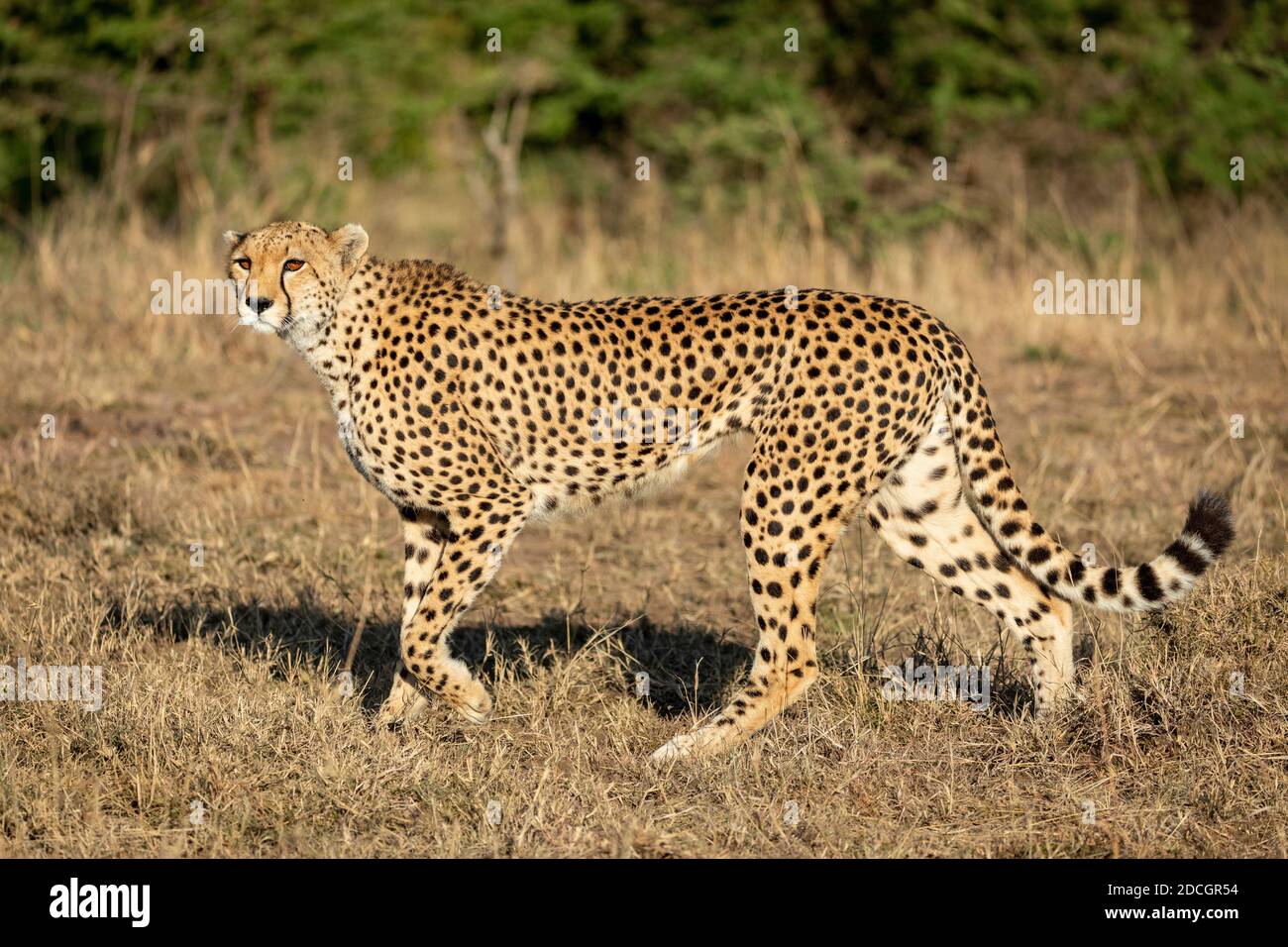 Adult male impala with beautiful eyes waking in dry grass in Masai Mara ...