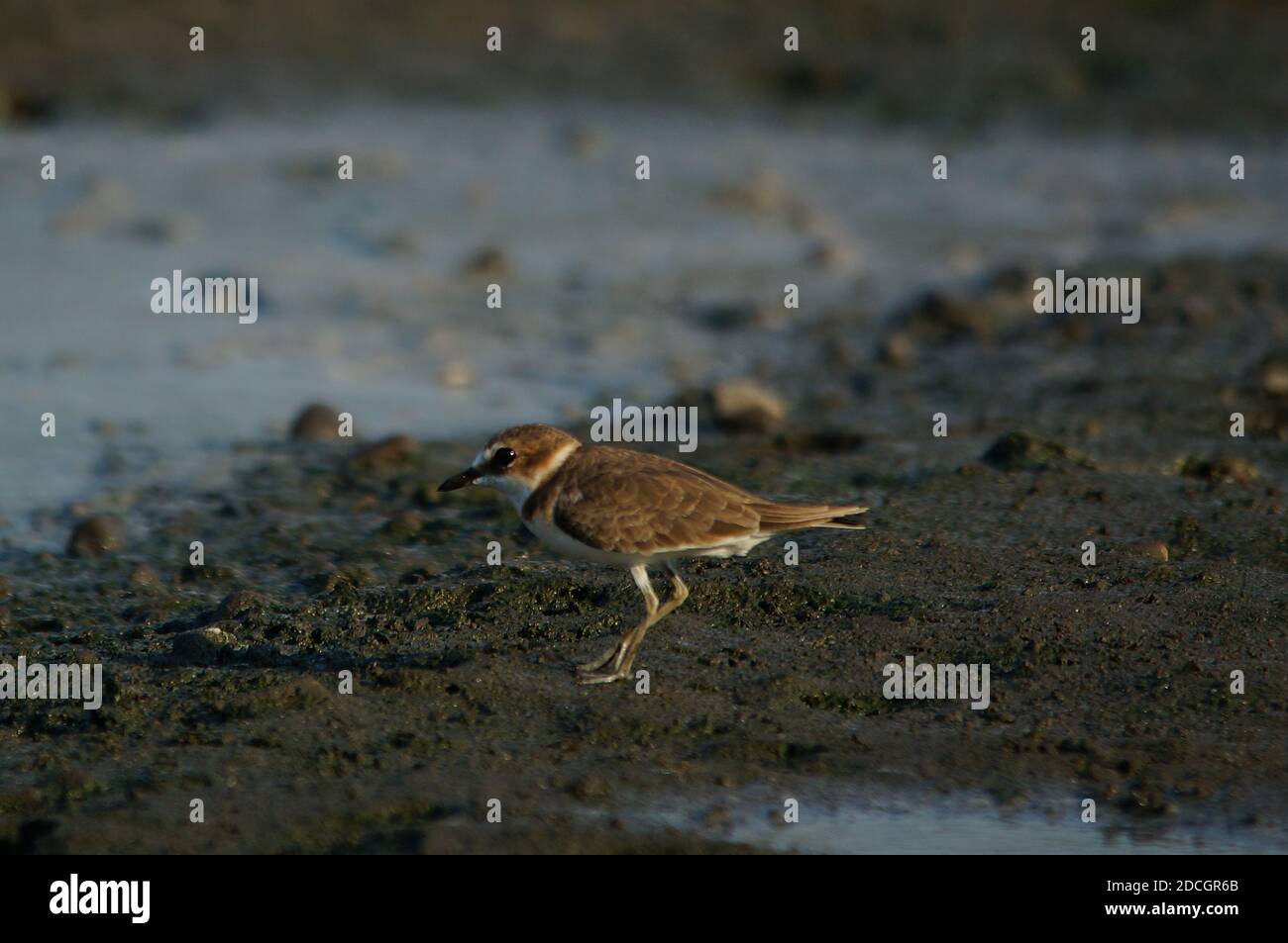 Javan plover are looking for food on the river bank. Javan plover ...