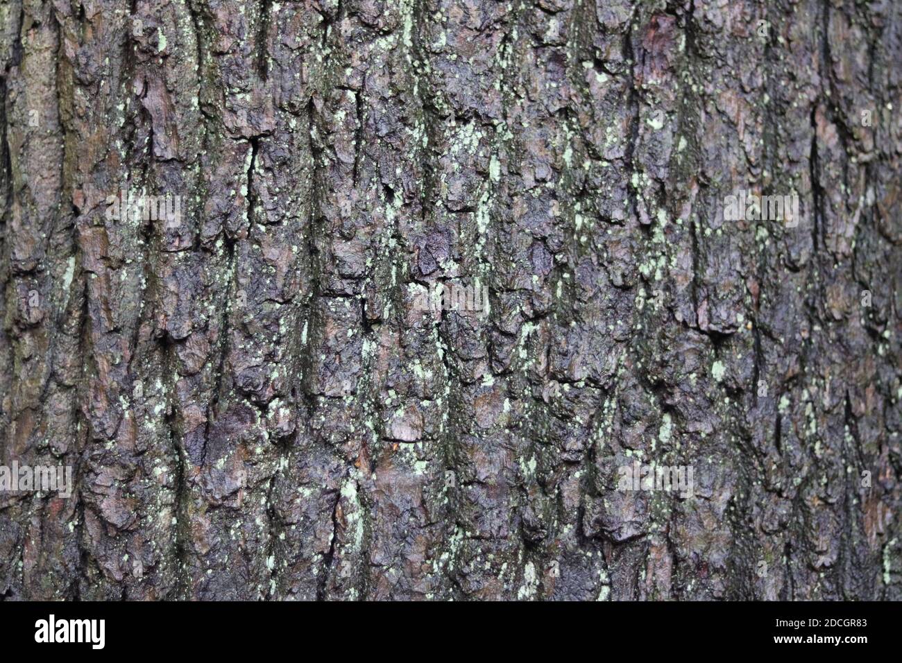 Damp tree trunk bark background with green lichen or moss growth Stock ...