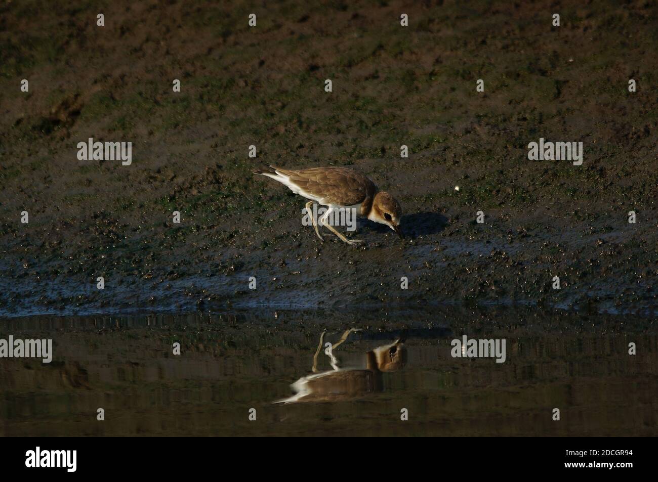 Javan plover are looking for food on the river bank. Javan plover ...