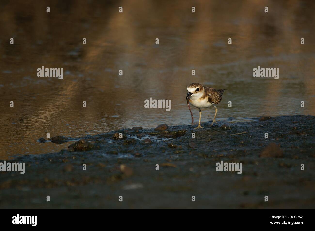 Charadrius javanicus hi-res stock photography and images - Alamy