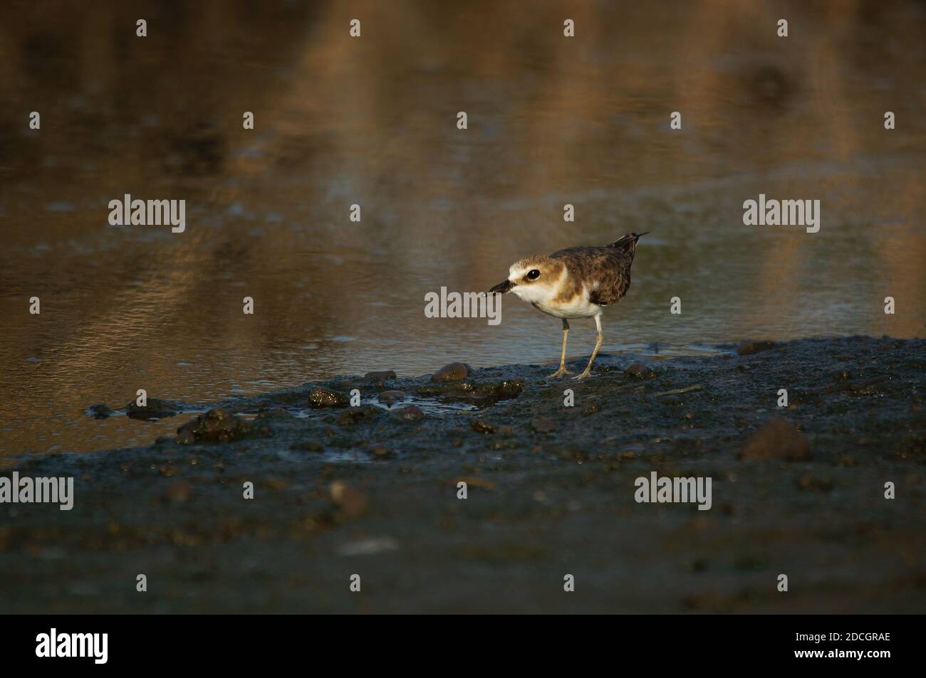 Charadriidae hi-res stock photography and images - Alamy