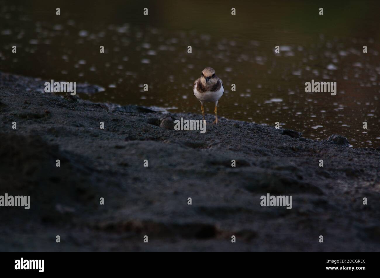 Javan plover are looking for food on the river bank. Javan plover ...