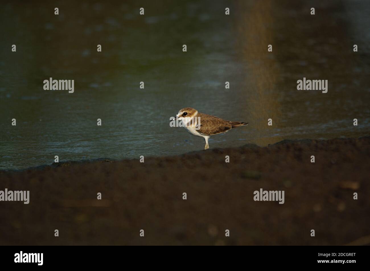 Javan plover are looking for food on the river bank. Javan plover ...