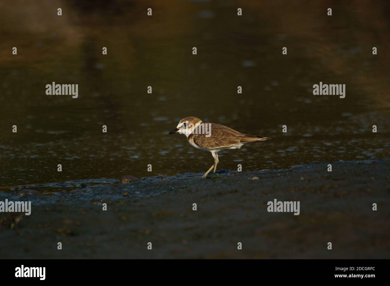 Javan plover are looking for food on the river bank. Javan plover ...