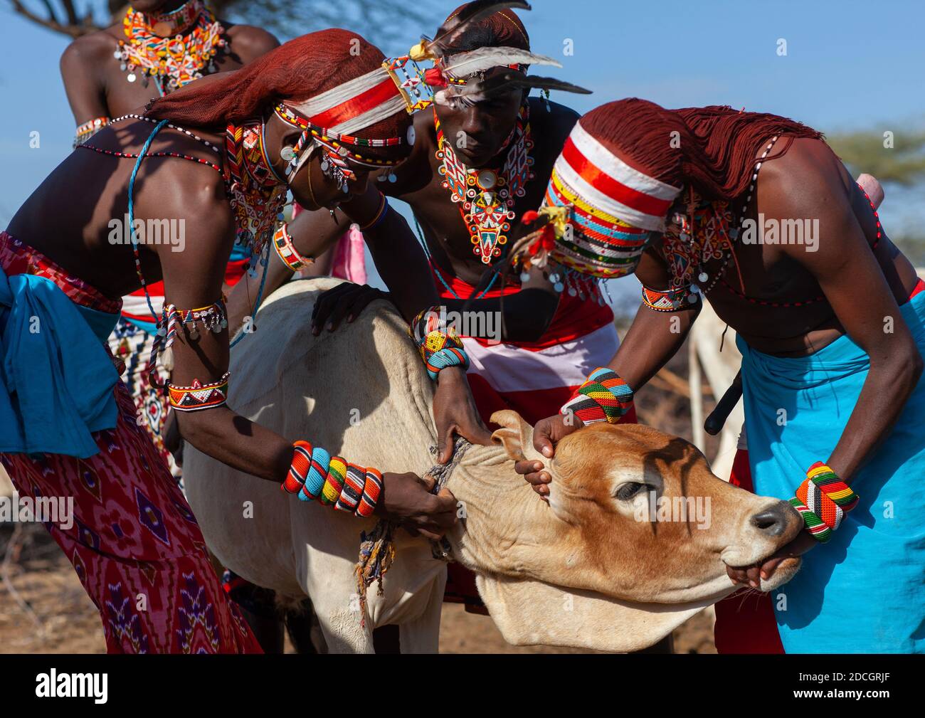 Kenya cattle tribe hi-res stock photography and images - Alamy