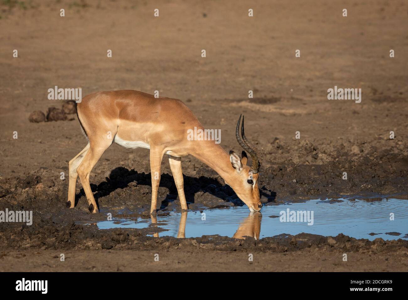 Adult male impala drinking water from a small puddle in morning ...