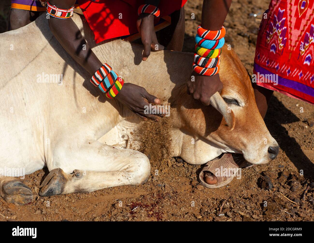 Kenya cattle tribe hi-res stock photography and images - Alamy