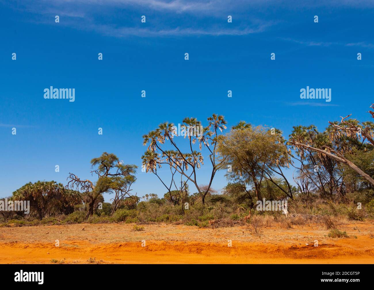 Tropical landscape, Samburu County, Samburu national reserve, Kenya ...