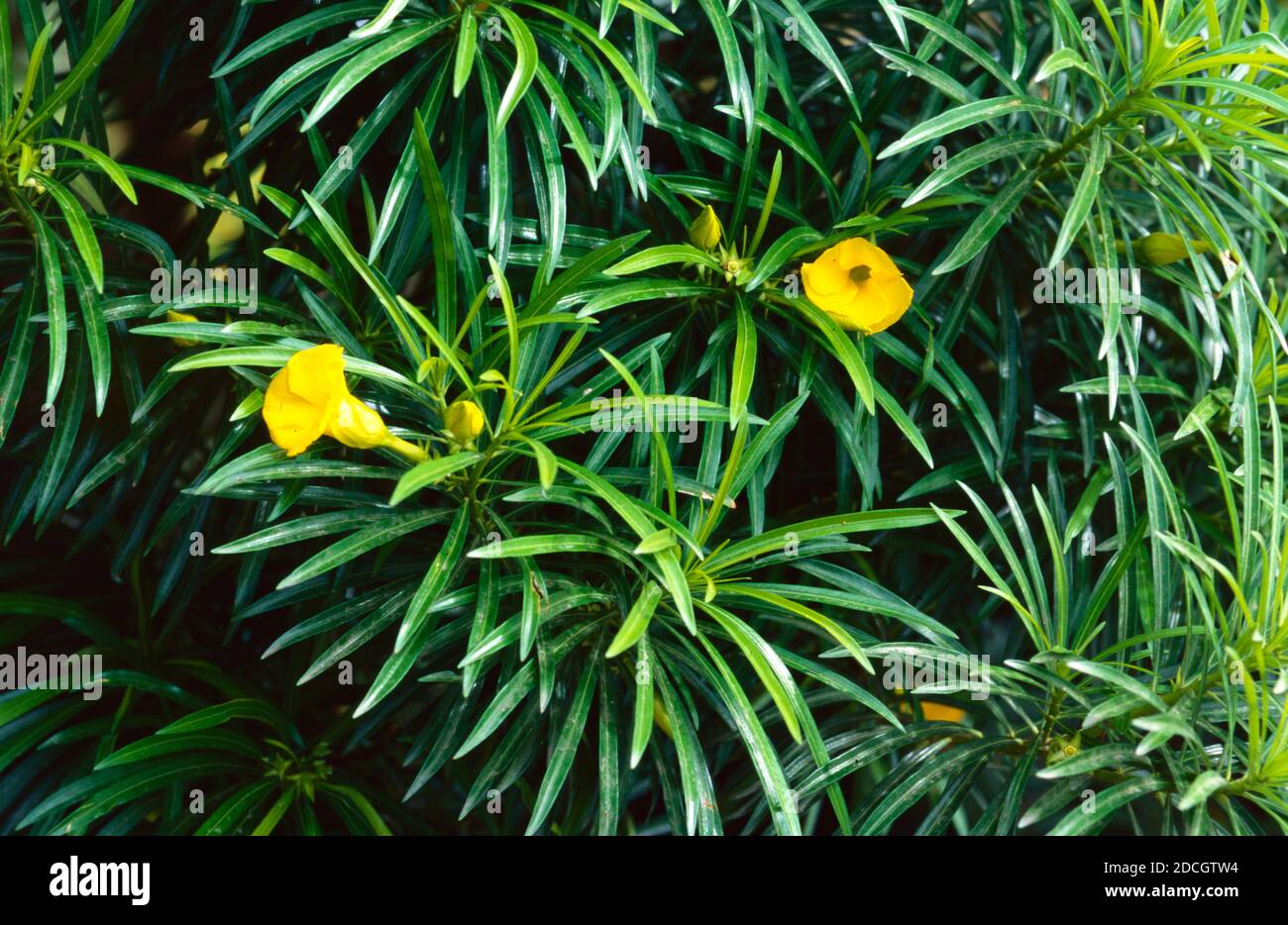 Yellow Oleander or Yellow Laurel (aka 'Lucky Nut'), Cascabela thevetia ...