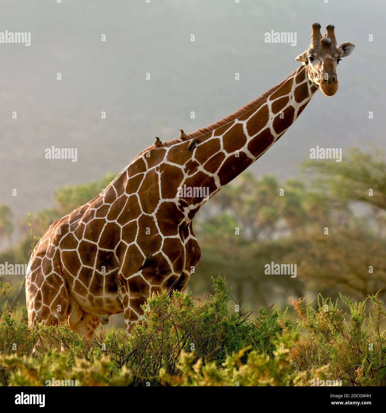 Rift valley province wild animals wild animal wildlife hi-res stock ...