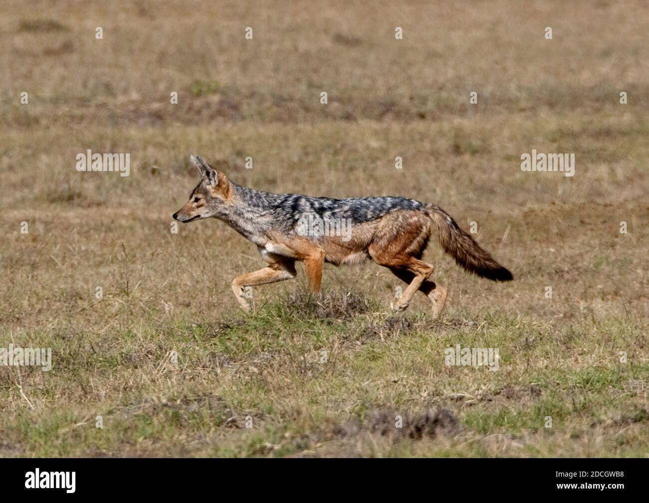 Black-Backed Jackal in the savannah, Rift Valley Province, Lake Nakuru ...