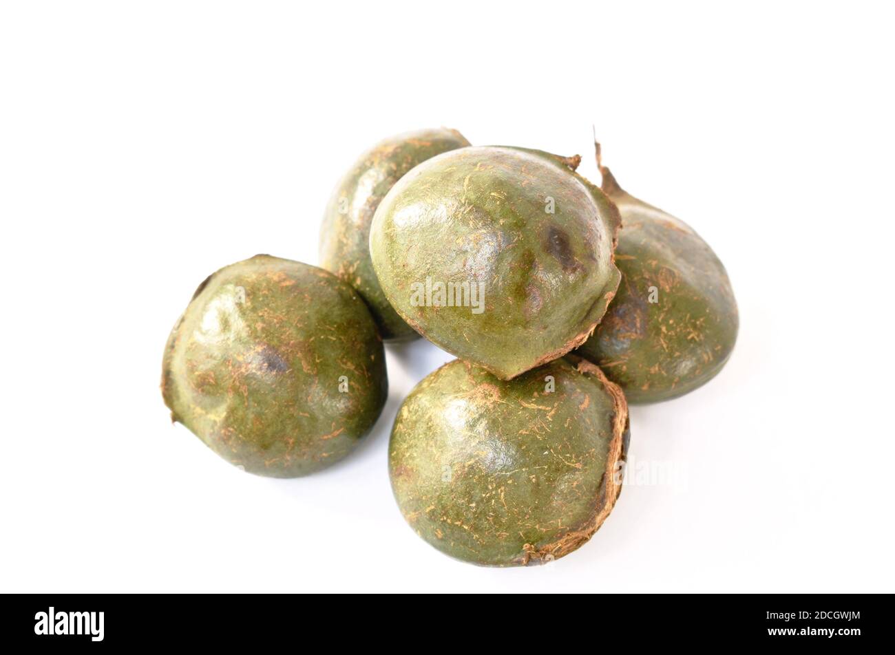 Djenkol bean or luk nieng fruit tropical plant on white background ...