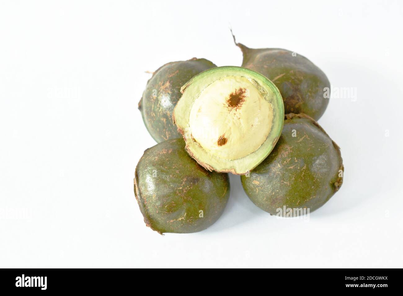 Djenkol bean or luk nieng fruit tropical plant on white background ...