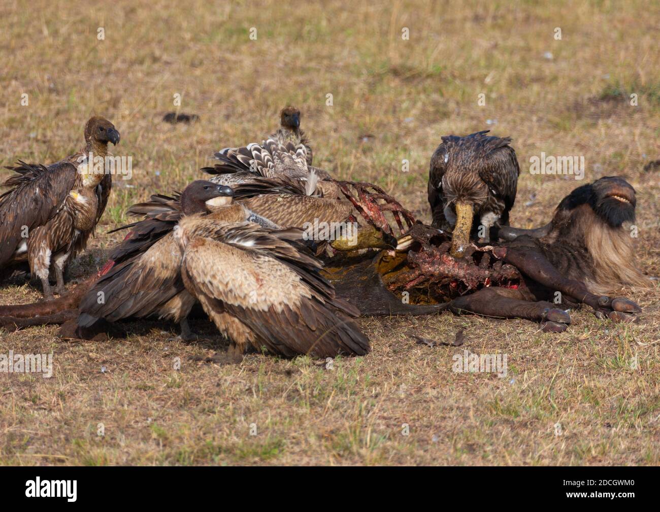 Vulture death vultures africa hi-res stock photography and images - Alamy