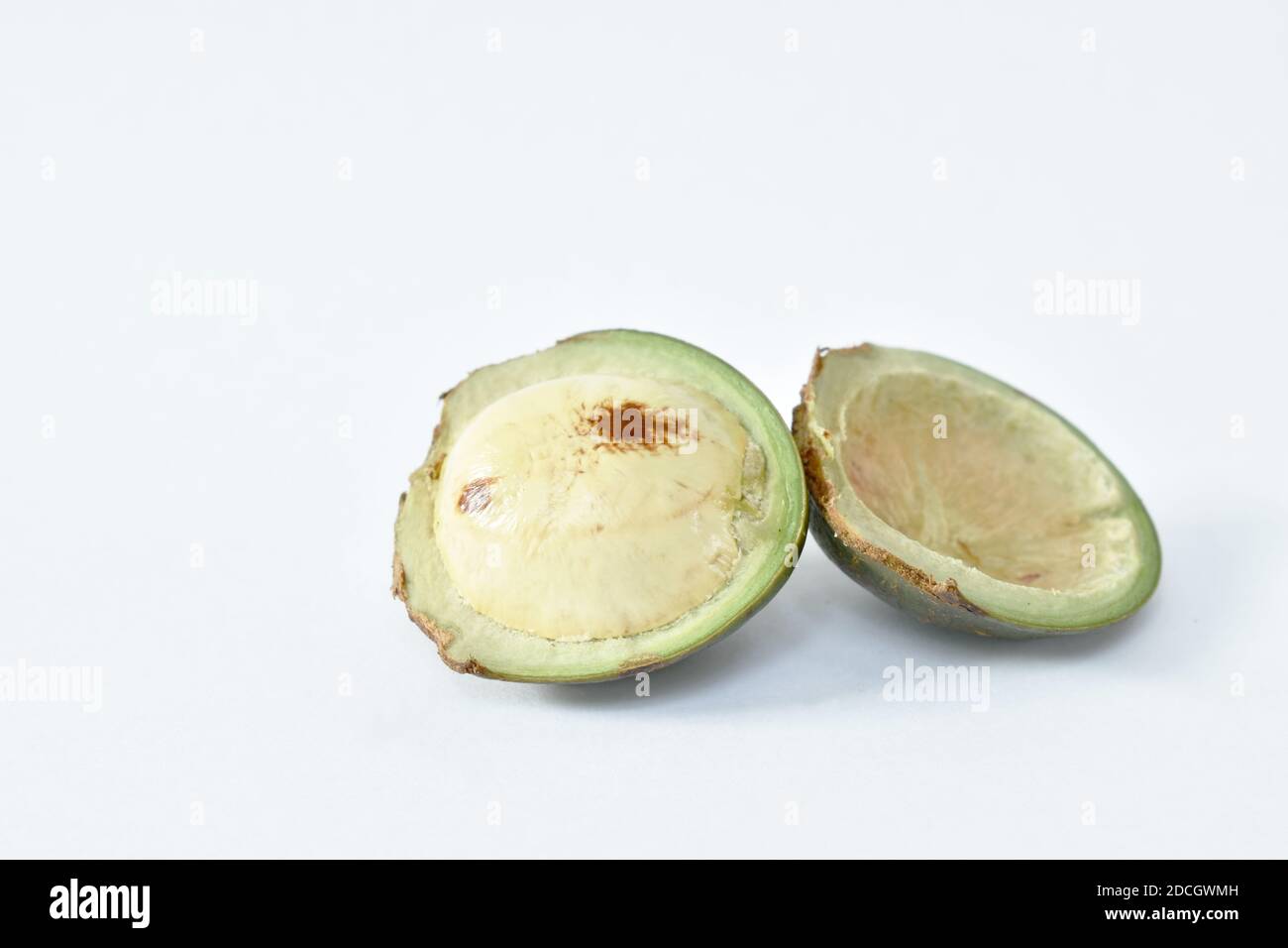 Djenkol bean or luk nieng fruit tropical plant on white background ...