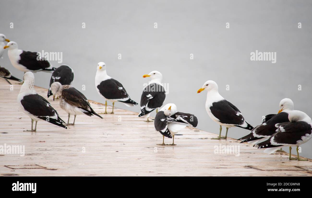 A different seagull Stock Photo - Alamy