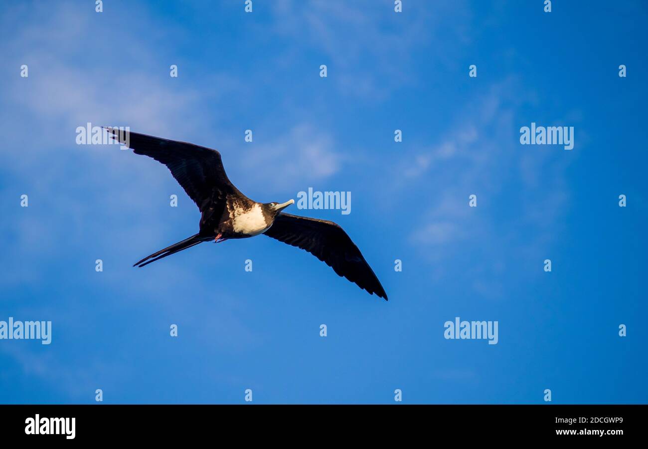 Seamans day hi-res stock photography and images - Alamy