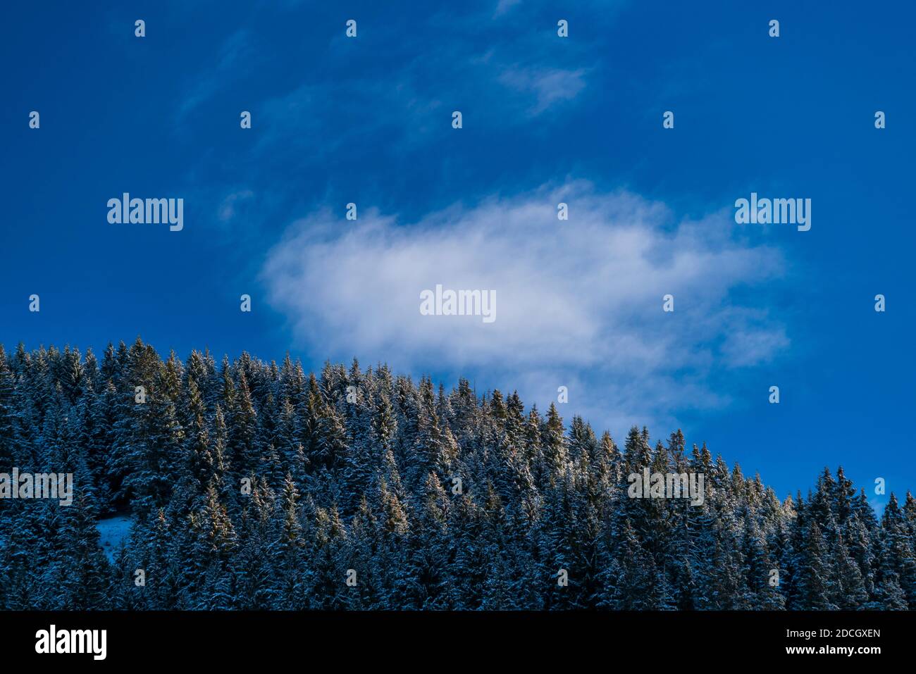 Larix decidua, common name European larch, Forest in autumn, Dolomites ...