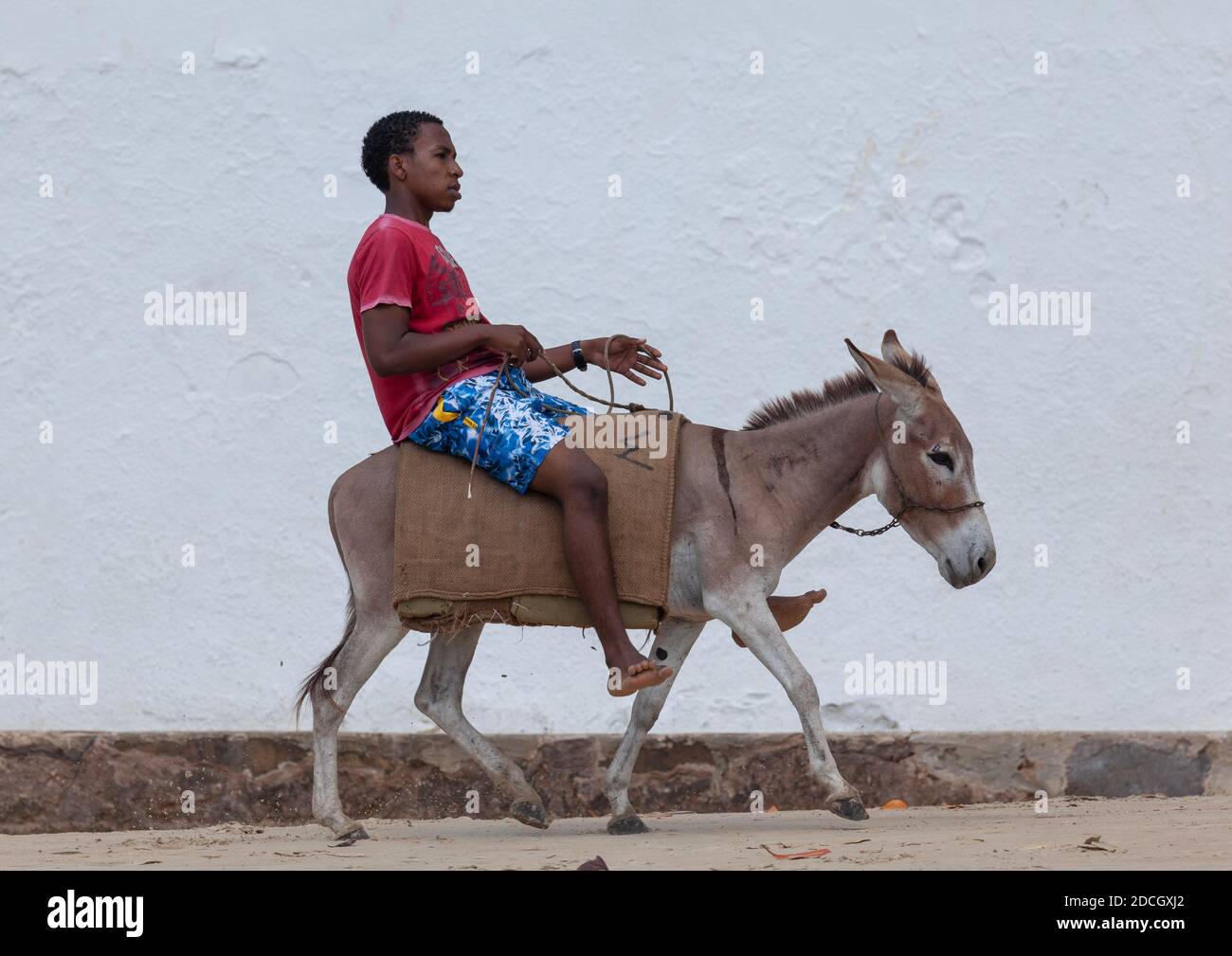 Man riding a donkey in the street, Lamu County, Shela, Kenya Stock ...