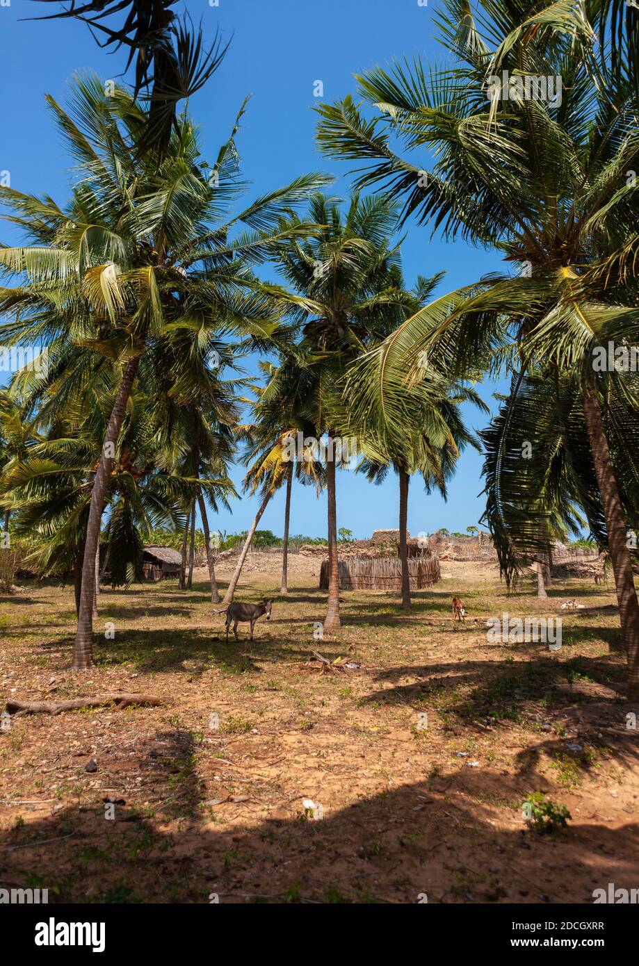 Traditional swhaili village, Lamu County, Siyu, Kenya Stock Photo - Alamy
