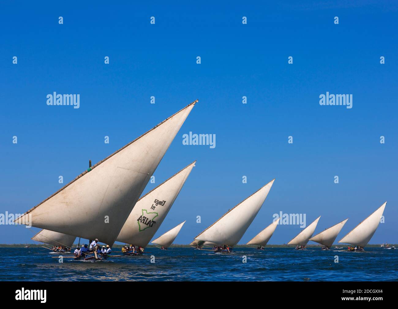 Dhow race during the Maulid festival, Lamu county, Lamu, Kenya Stock ...