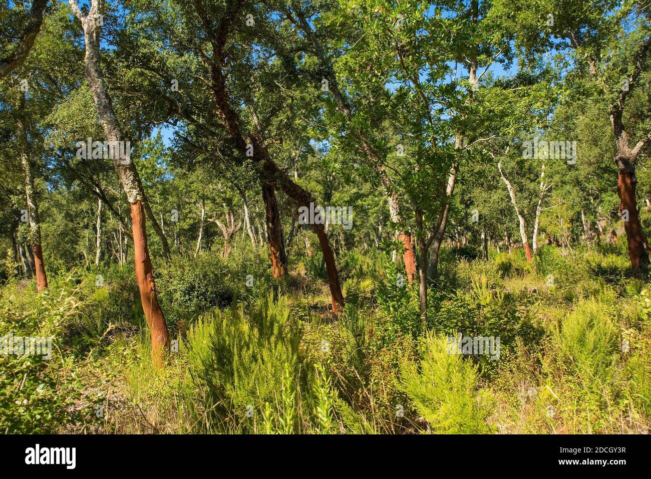 A plantation of cork oak trees, Quercus Suber, near Murlo in Siena ...