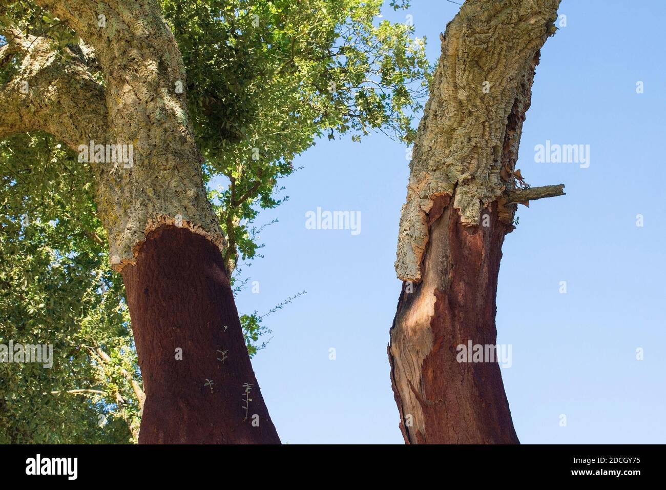 Cork oak trees, Quercus Suber, growing near Murlo in Siena Province ...