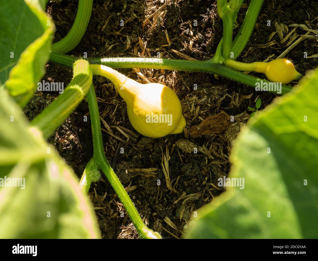 Organic pumpkin growing in a field Stock Photo - Alamy