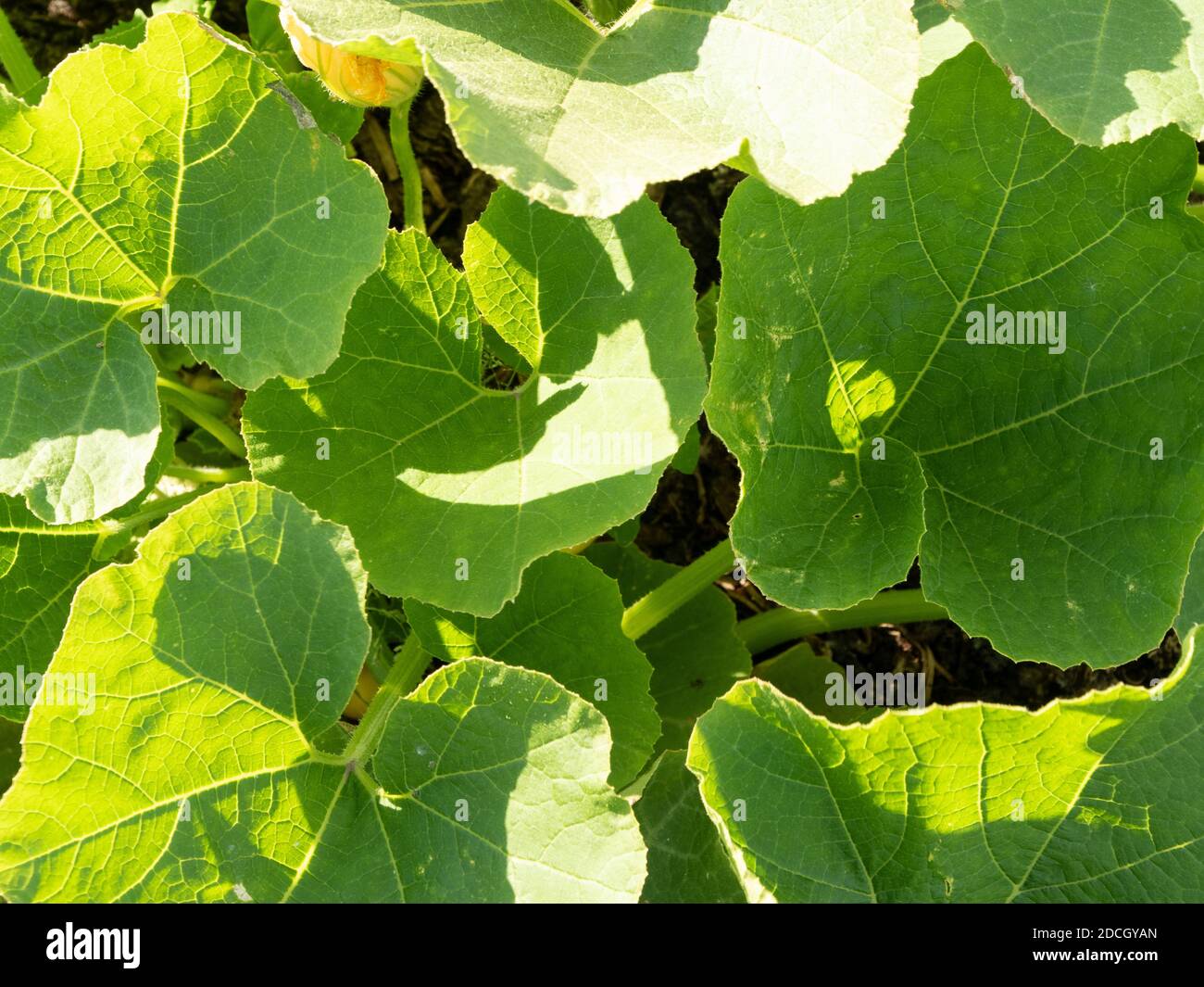 Pumpkin leaf hi-res stock photography and images - Alamy