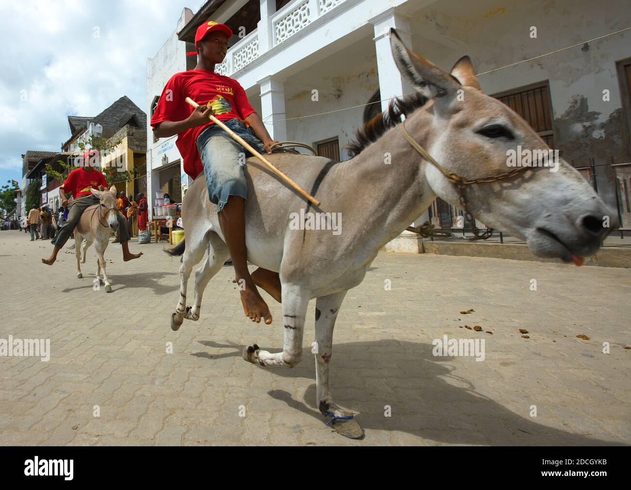 Donkey race during the Maulid festival, Lamu County, Lamu, Kenya Stock ...