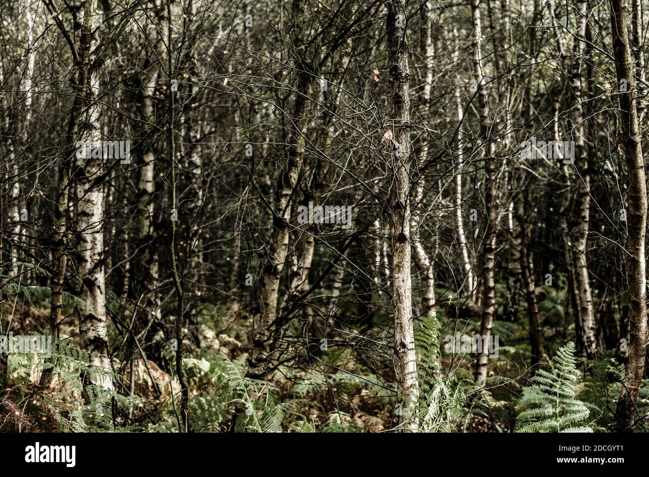 Birch tree's, Birken, bäume, Birchtree, forest, birch forest ...