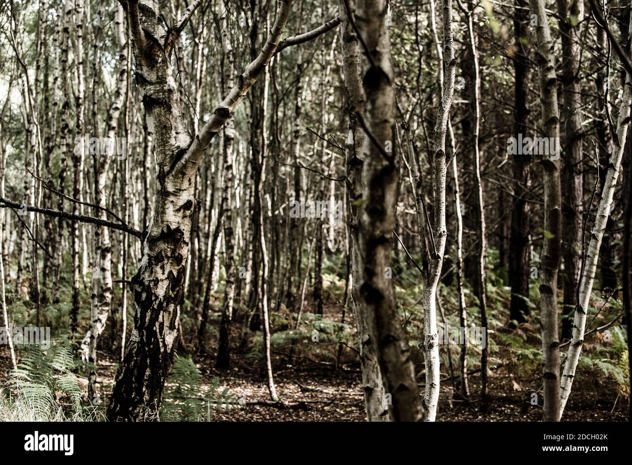 Birch tree's, Birken, bäume, Birchtree, forest, birch forest ...