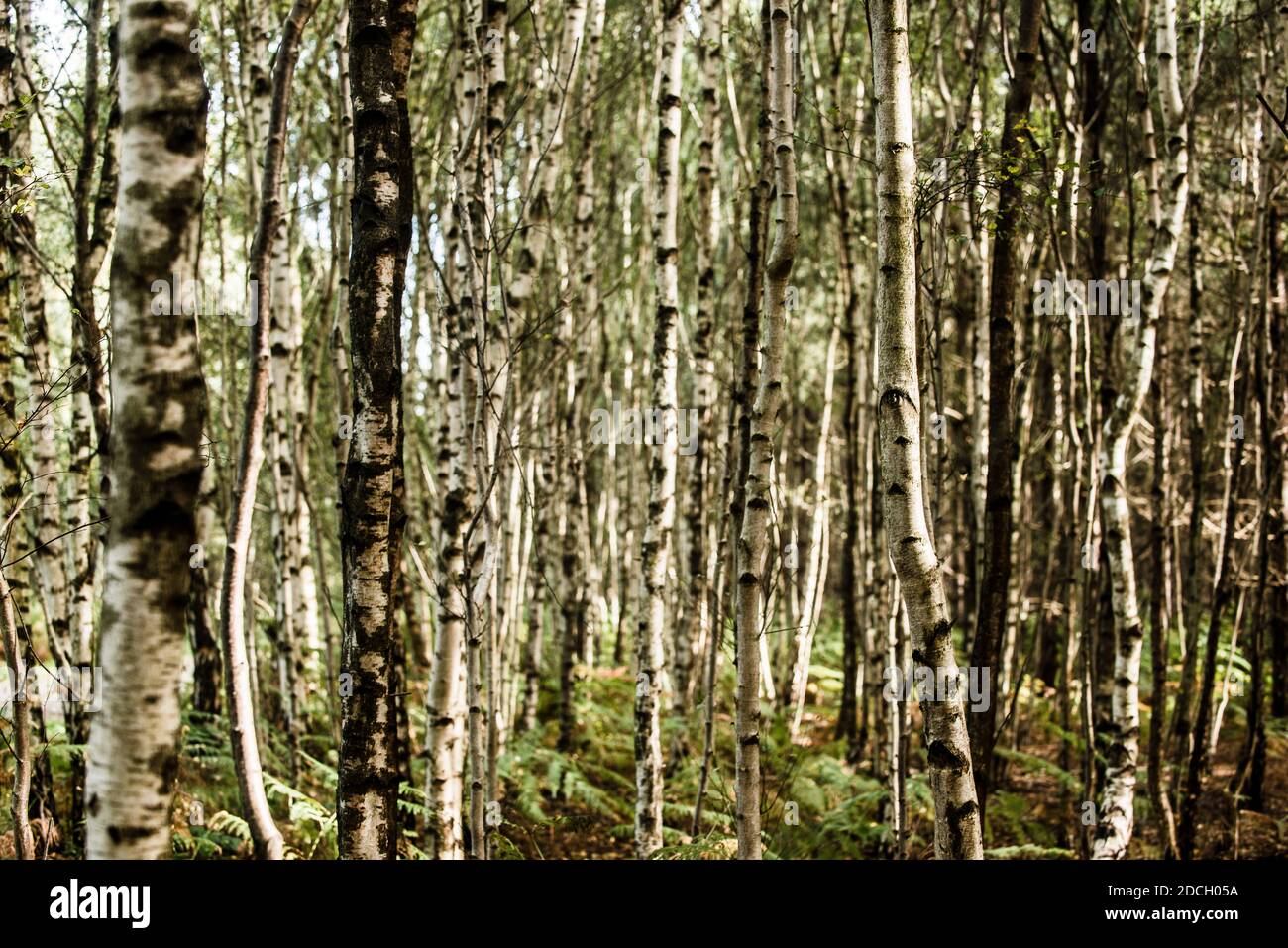 Rendlesham forrest birch trees hi-res stock photography and images - Alamy