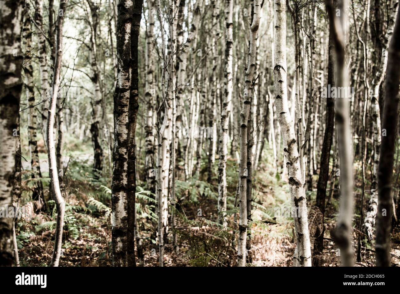 Birch tree's, Birken, bäume, Birchtree, forest, birch forest ...