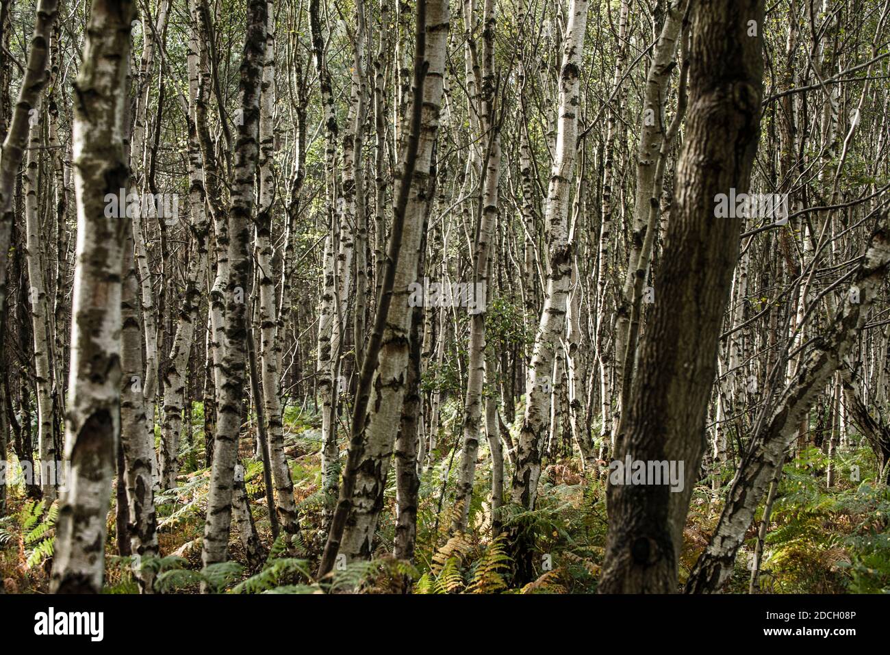 Birch trees in a forest hi-res stock photography and images - Alamy