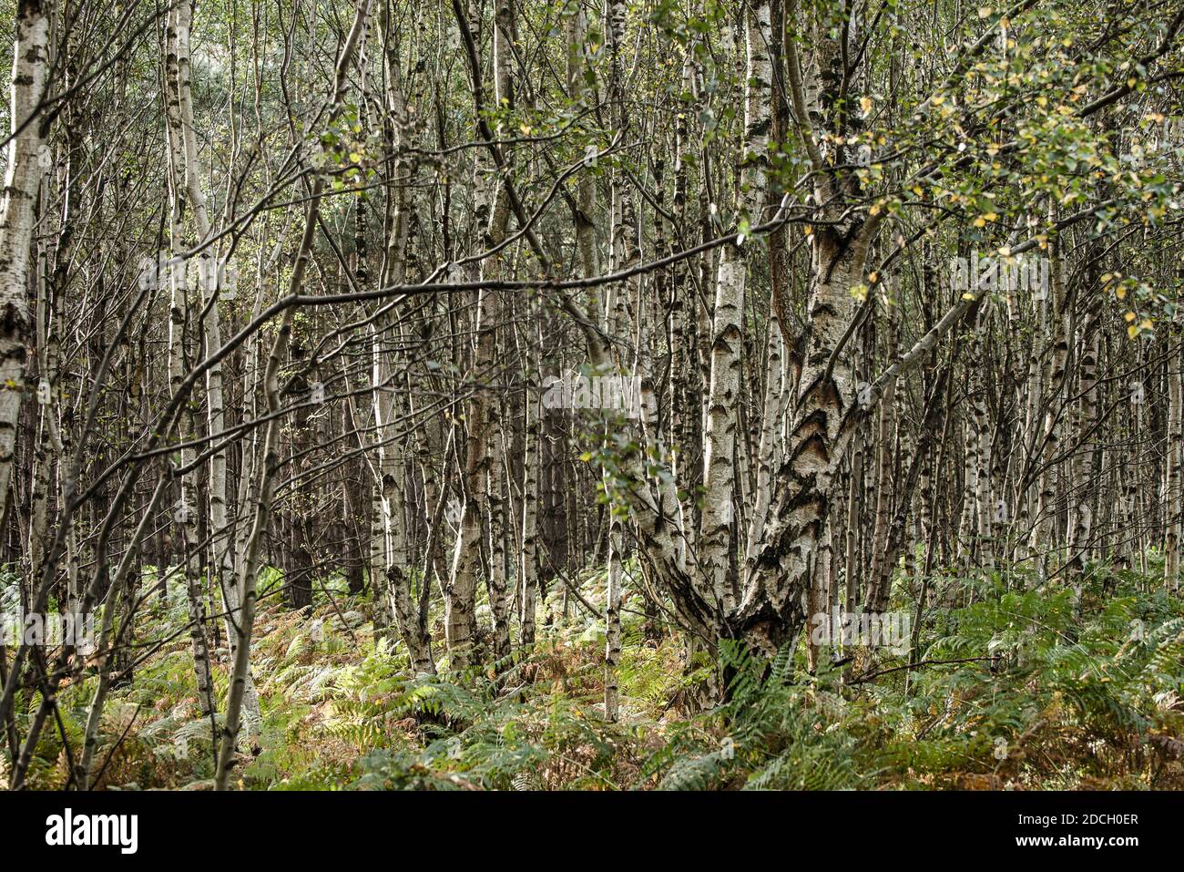 Linear silver birches hi-res stock photography and images - Alamy