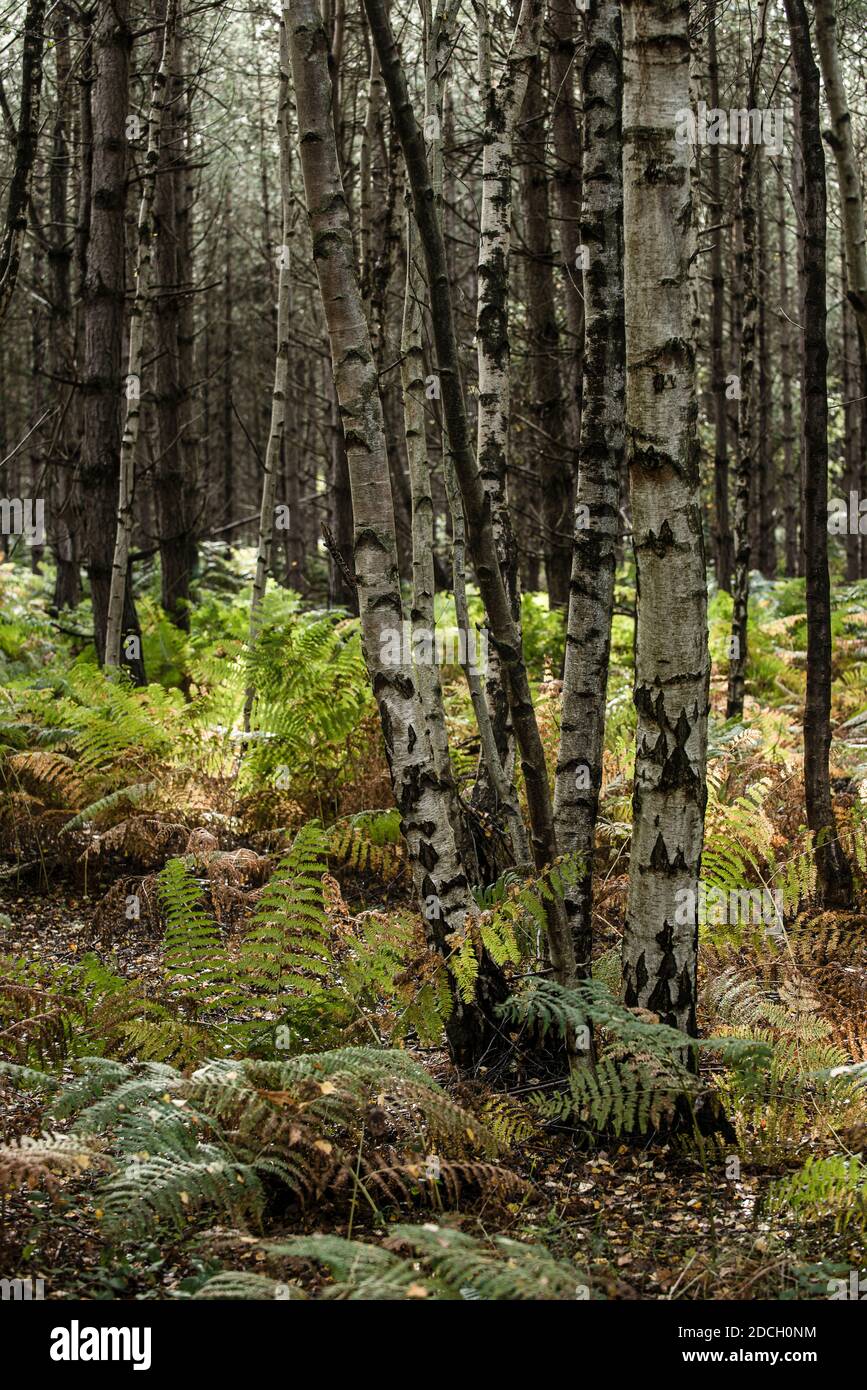 Birch tree's, Birken, bäume, Birchtree, forest, birch forest ...